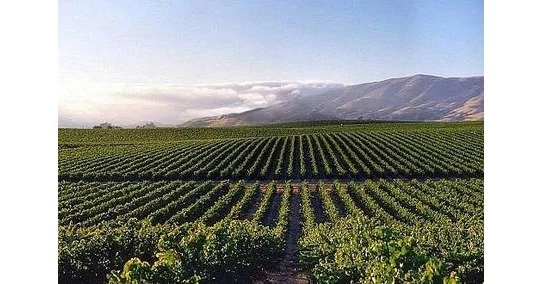 Puglia, az olasz primitivo borok őshazája